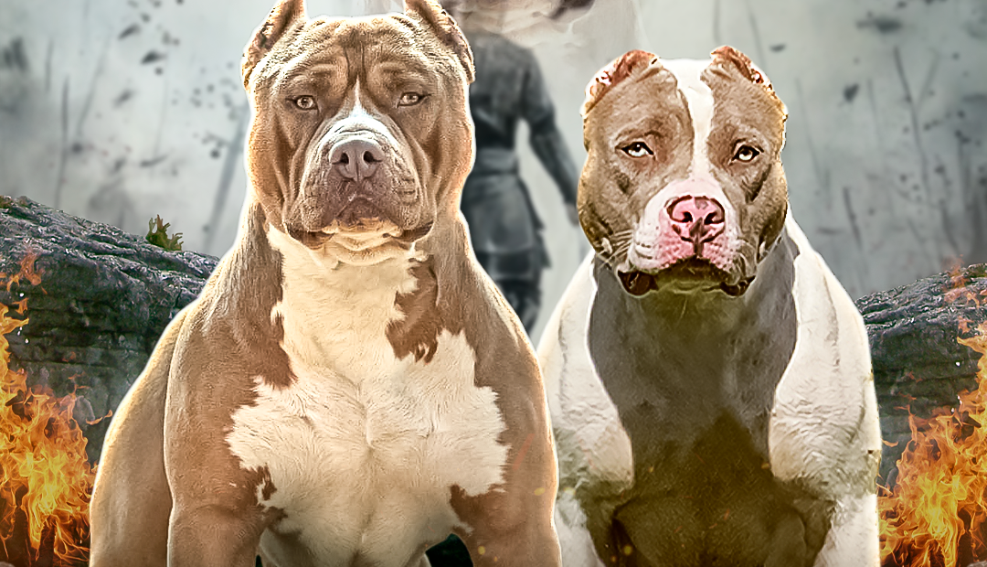 Pit bull Monster and American Bully Brazilian dog breeder - Blackbird News